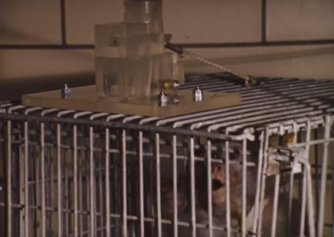 Caged Monkey – The Unwritten Record