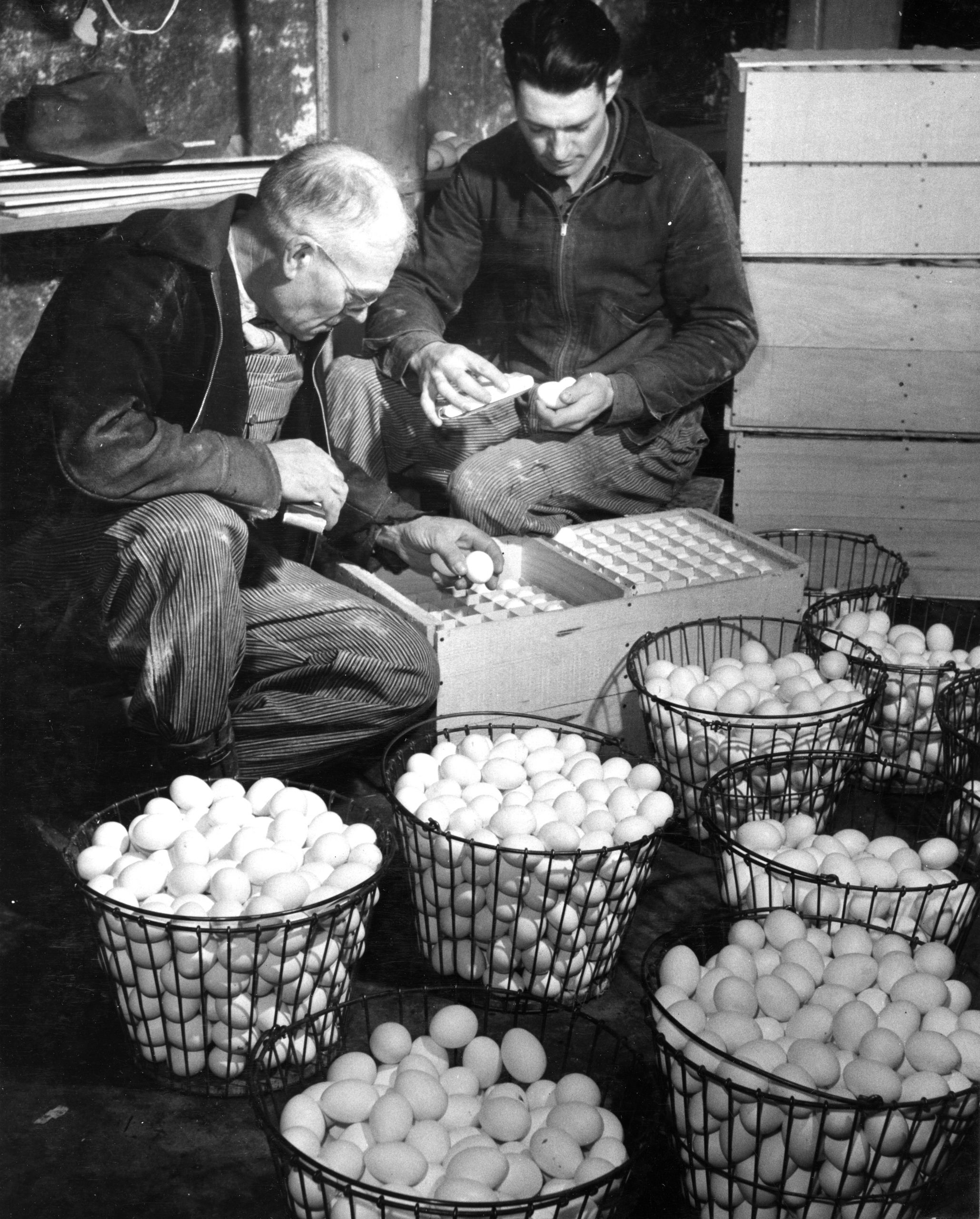 Spotlight: Eggs through the Ages – The Unwritten Record